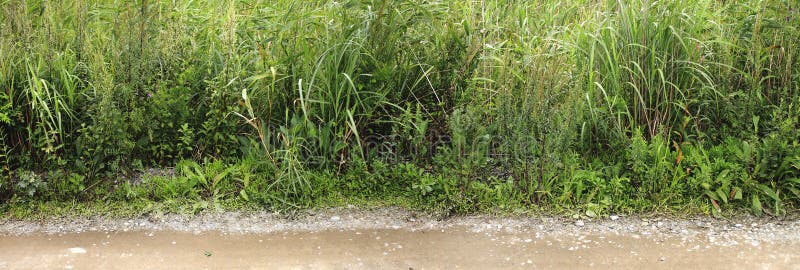 Texture Grass on the Edge of Country Road Stock Image - Image of ...