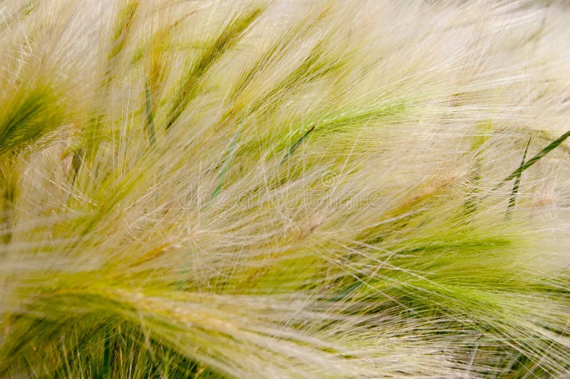 Texture of the Grass. Feather Grass Stock Photo - Image of outdoor ...