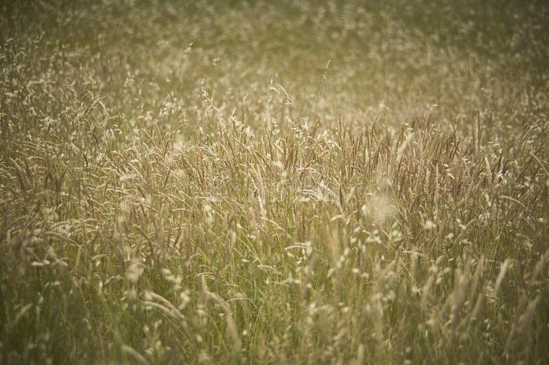 Texture of grass stock image. Image of plain, ecosystem - 95615789