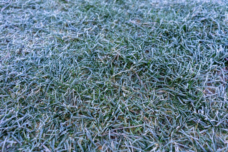 Texture of Grass with Frozen Ice Crystals Stock Photo - Image of spring ...