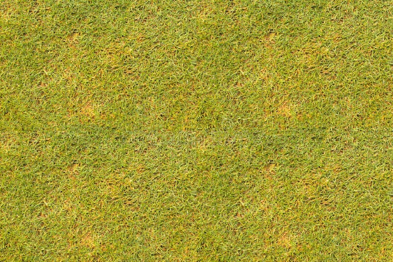 Background Texture Grass Golf Course. Stock Photo - Image of lush ...