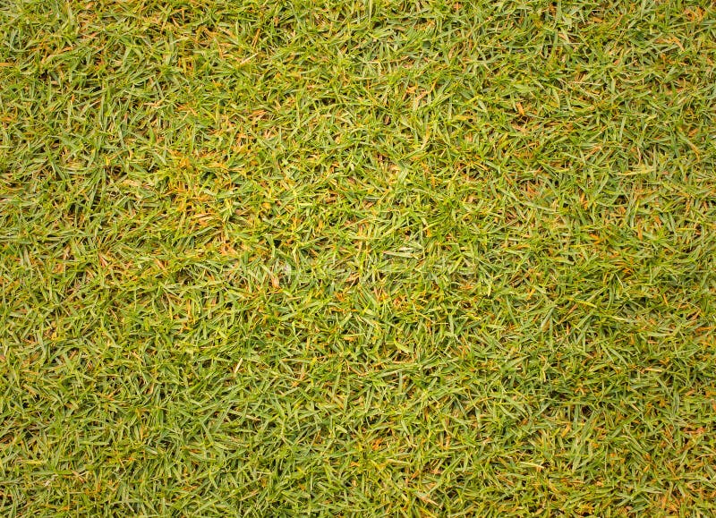 Grass Texture Golf Course Background Stock Image - Image of beautiful ...