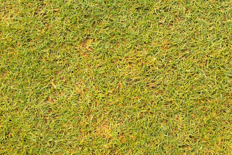 Grass Texture Golf Course Background Stock Image - Image of ground ...