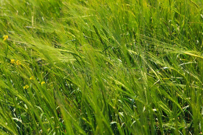 Texture of Grass and Green Wheat Bread. Natural Background Stock Image ...