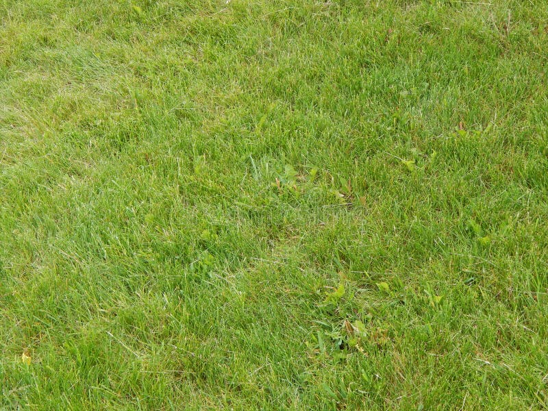 Grass Material Texture Map on the Ground Stock Image - Image of ...