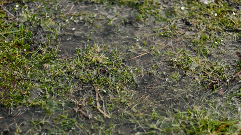 Texture of Grass and Water, Swamp. Stock Photo - Image of tree ...