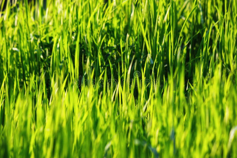 Texture of Grassy Lawn in Spring Stock Image - Image of ecology, plant ...