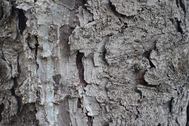 Texture of Gray Bark of European Spruce Stock Photo - Image of nature ...