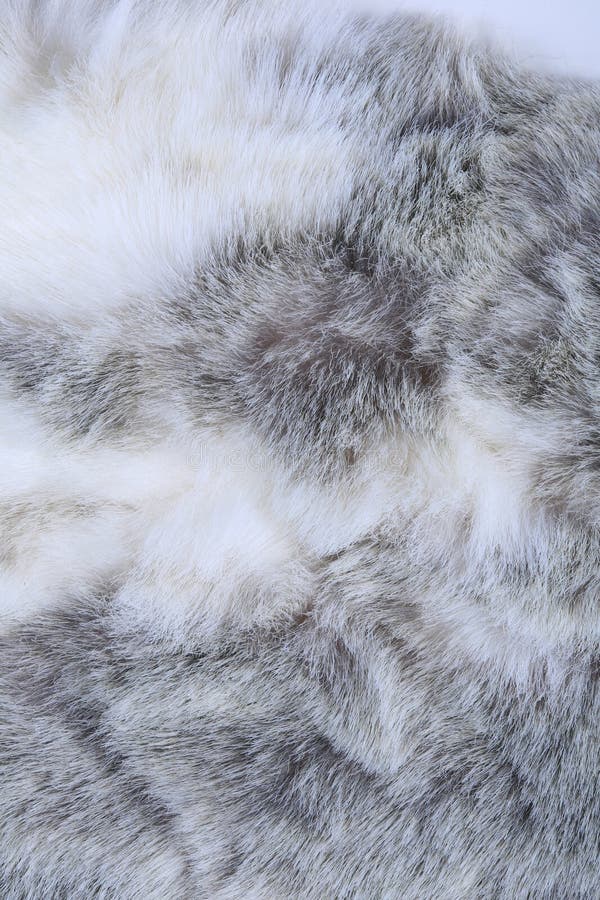 Texture of gray fur stock image. Image of wild, nature - 51868225