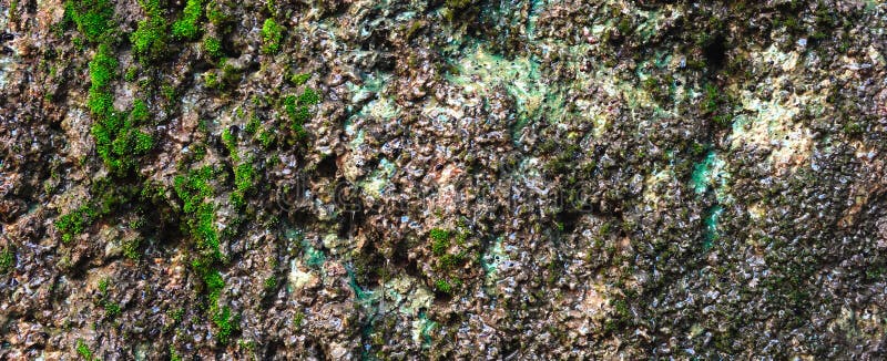 537 Morass Texture Stock Photos - Free & Royalty-Free Stock Photos from ...