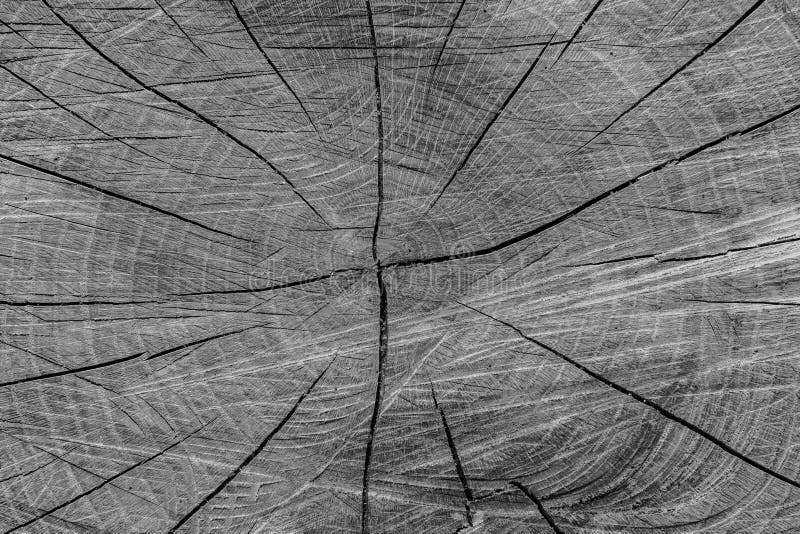 Texture gray oak trunk stock photo. Image of gigantic - 46762628