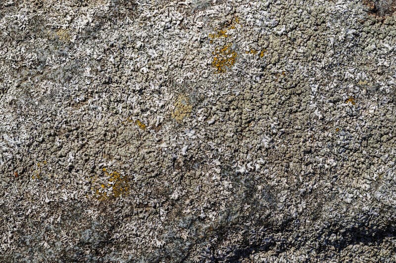 Texture of Gray Stone with Crustose Lichen Stock Image - Image of ...
