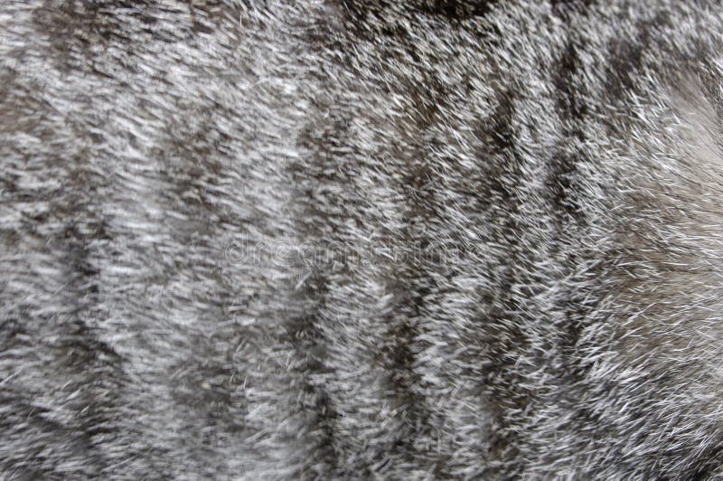 Texture of Gray Tabby Cat Fur Stock Photo - Image of backdrop, stripped ...