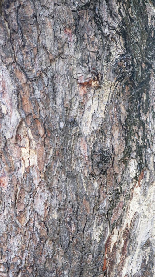 Texture of gray tree bark stock image. Image of rock - 253148825
