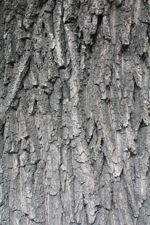 Texture of gray tree bark stock photo. Image of panel - 161036270