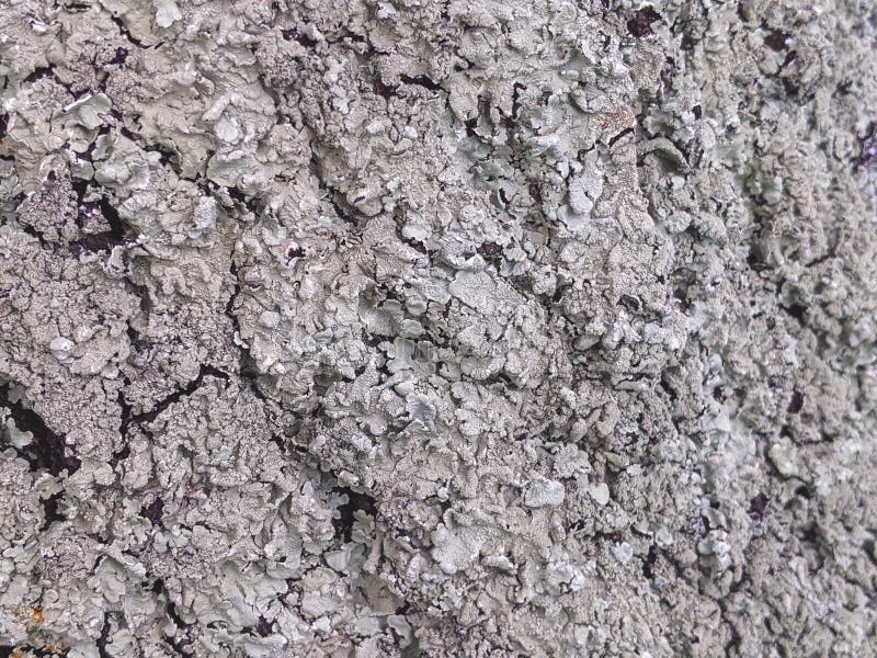 Texture of Gray Tree Bark, Old Bark of Poplar Bough Tree, Poplar Gray ...