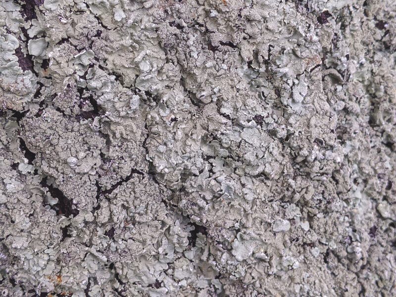 Texture of Gray Tree Bark, Old Bark of Poplar Bough Tree, Poplar Gray ...