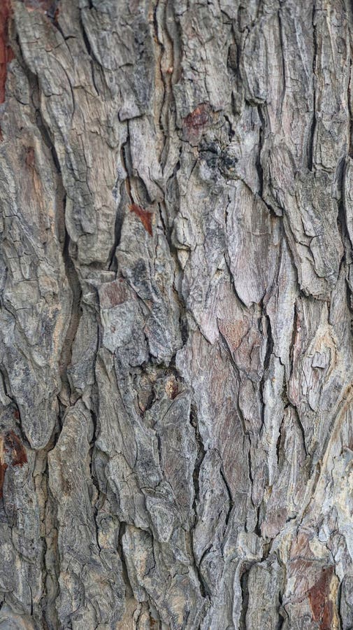Texture of gray tree bark stock image. Image of wood - 253148947
