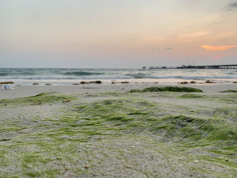 Green algae on the beach stock photo. Image of destination - 277784152