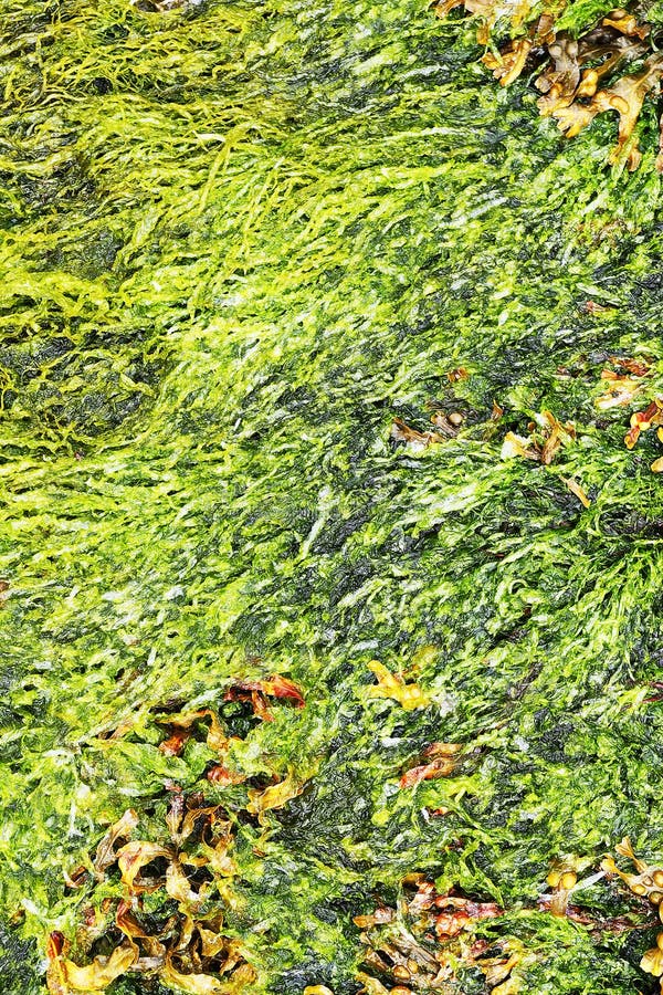 Algae texture stock photo. Image of color, close, bubble - 29052854