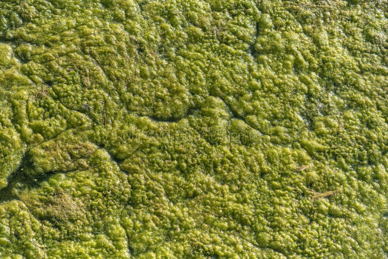 The Texture of Green Algae on the Surface of the Lake, Background ...