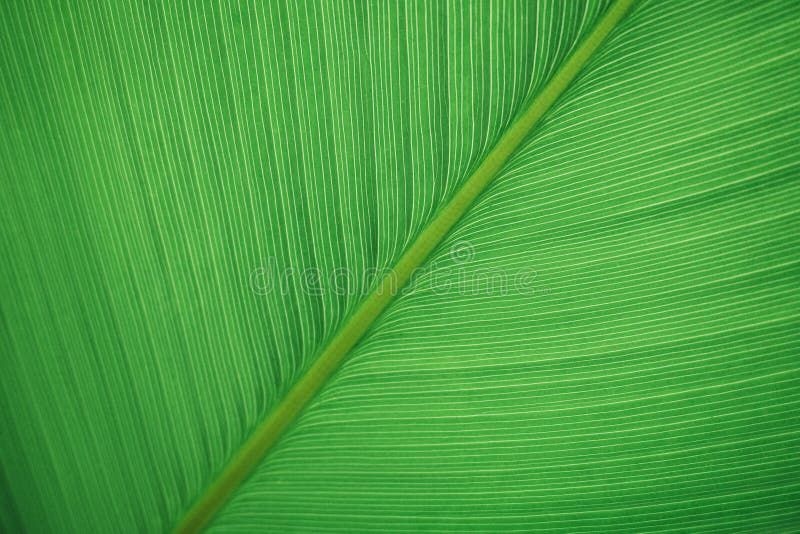 Texture of a Green Big Leaf As Background Stock Photo - Image of ...