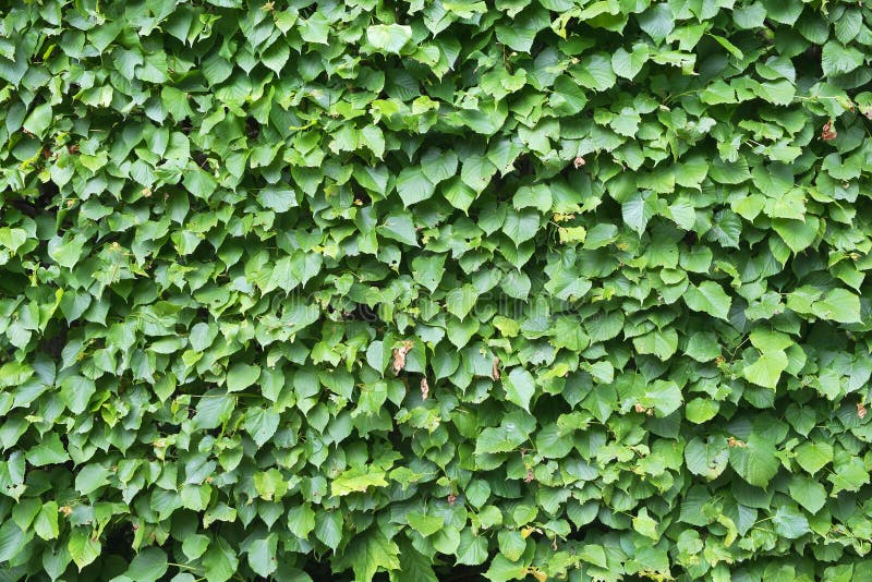 Texture Of Green Bush Leaves Stock Photo - Image of juicy, texture ...