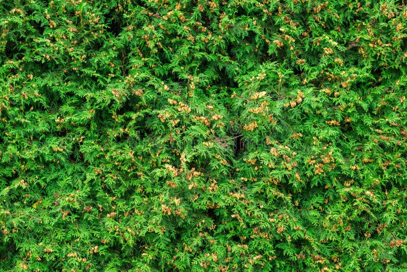 Texture Green Bush on the Whole Frame Stock Photo - Image of abstract ...
