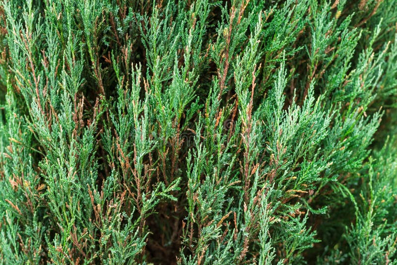 Green Bush with Long Leaves on the Whole Frame Stock Photo - Image of ...