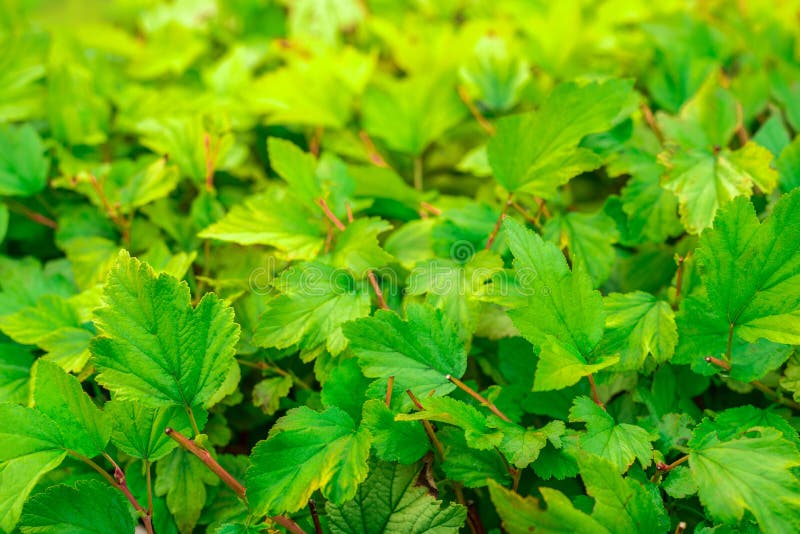 Texture Green Bush on the Whole Frame Stock Image - Image of lawn ...