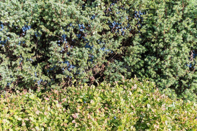 Texture green bushes stock image. Image of decorative - 77318889