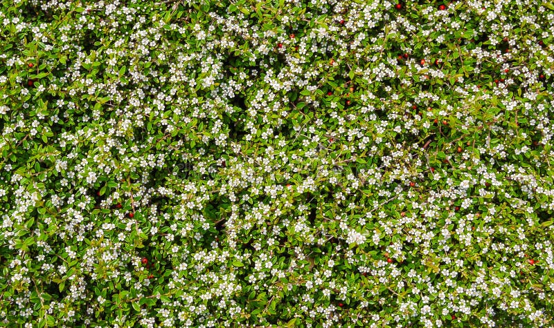 Texture of Green Bushes with White Flowers. Stock Photo - Image of ...