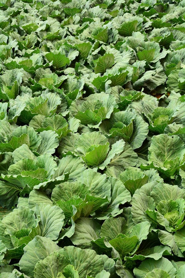 Texture of Green Cabbage Field Stock Image - Image of cultivated ...