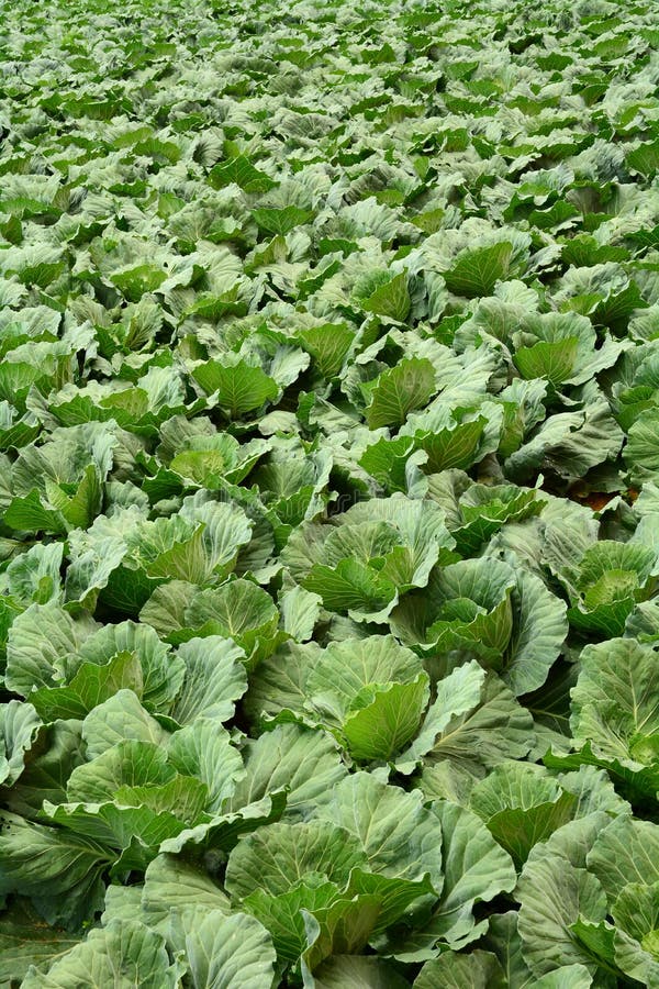 Cabbage Field in the Morning and Sunrise at Monjam Mountain , Ch Stock ...