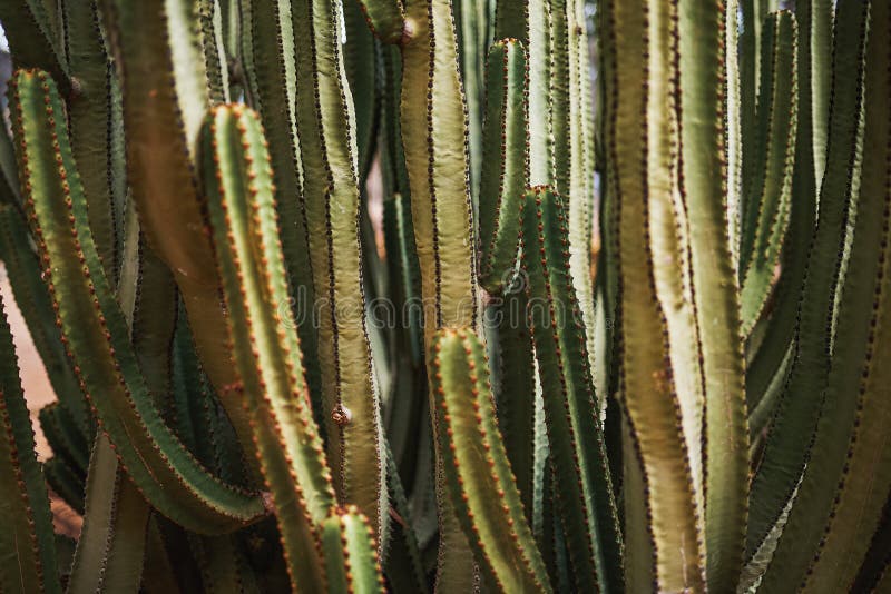 Texture of a Green Cactus Closeup Stock Photo - Image of plant ...