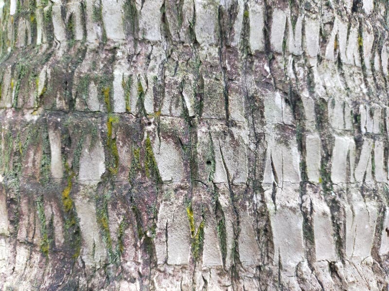2,535 Coconut Tree Bark Texture Stock Photos - Free & Royalty-Free ...