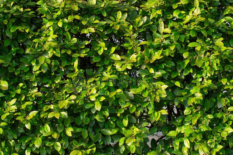 The Texture of the Green Hedge Stock Photo - Image of rural, pattern ...
