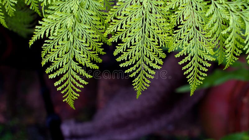 Texture Green Fern stock image. Image of gian, leaf, flora - 74578723