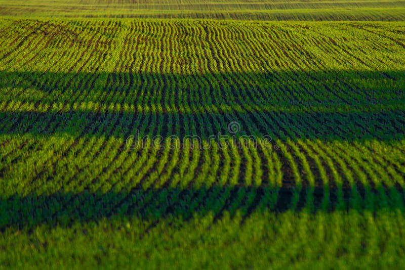 Texture, Green Field, Agricultural Plantings, Stock Photo - Image of ...