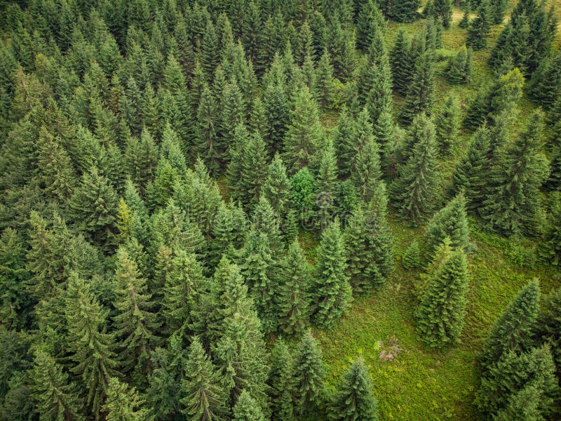 Texture of Green Fir Trees Aerial View Stock Image - Image of conifer ...
