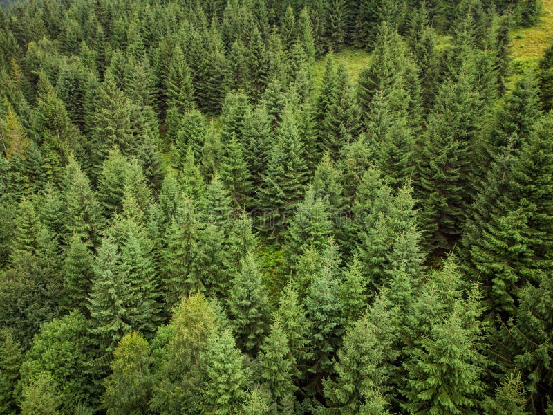 Texture of Green Fir Trees Aerial View Stock Photo - Image of colours ...