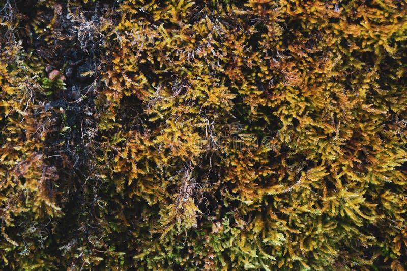 Texture green fluffy moss stock image. Image of abstract - 175224991