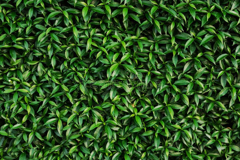 Texture Green Foliage of Shrub Stock Image - Image of gardening, color ...
