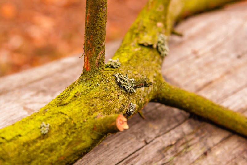 Texture of a Green Forest Stick Stock Photo - Image of bark, nature ...