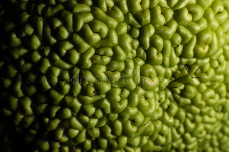 Texture of Green Fruit Rind Macro Closeup Stock Image - Image of ...