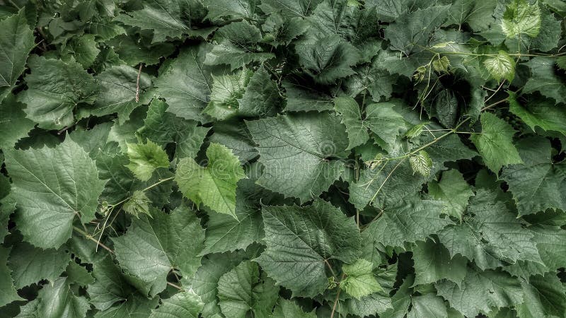 Texture of Green Grape Leaves, Grape Vine, Grape Leaves of Different ...