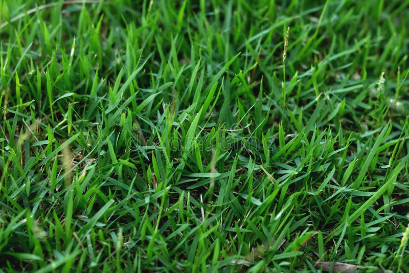 The Texture Of Green Grass For The Background Stock Image Image Of