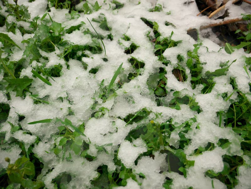 Texture of Green Grass Covered with Snow Stock Image - Image of january ...