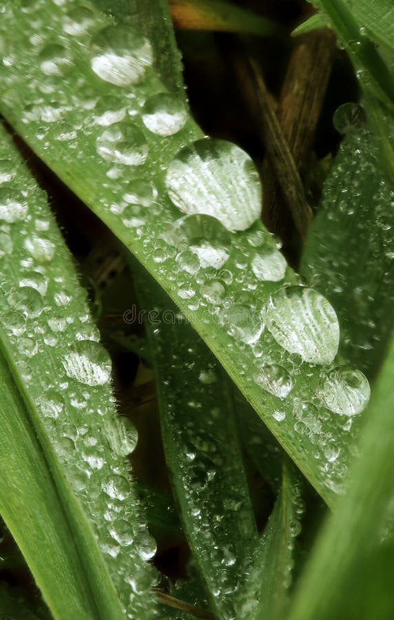 Texture of Green Grass with Dew Stock Image - Image of condensation ...