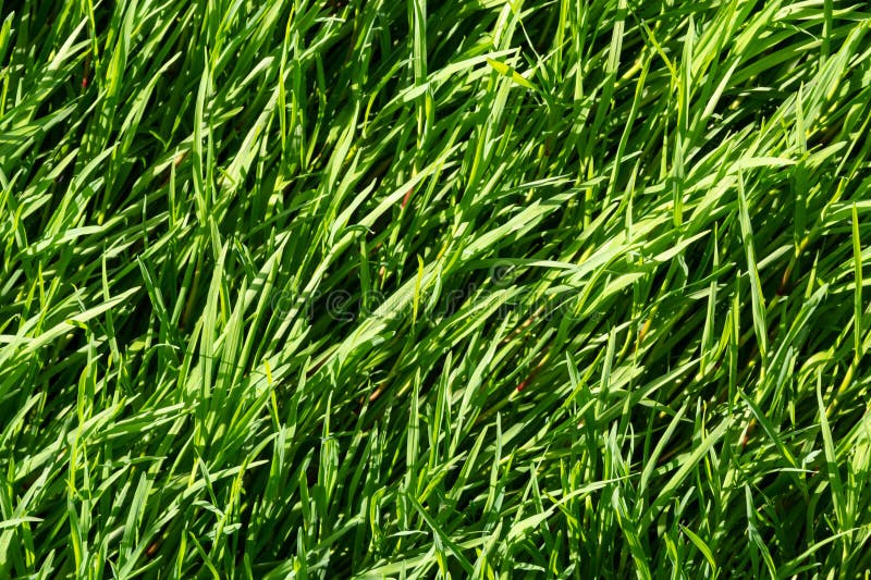 Texture Green Grass on the Lawn. Beautiful Green Background in High ...